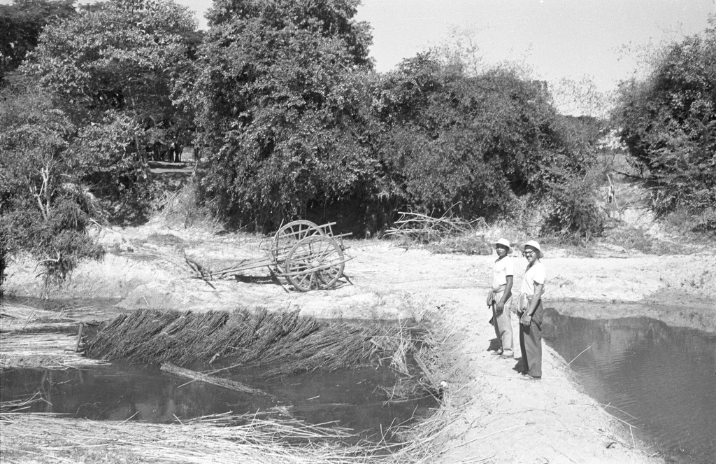 CFK checking the retting of kenaf | Culturio แพลตฟอร์มการเรียนรู้ทาง ...